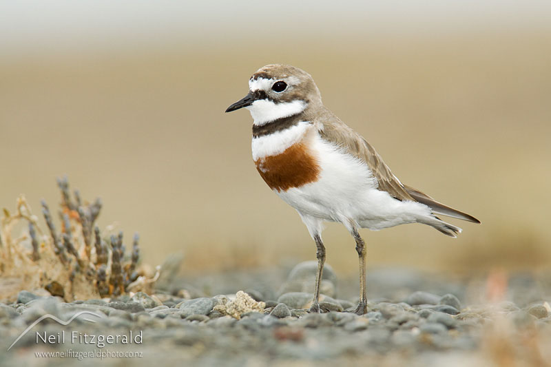 Banded dotterel | Neil Fitzgerald Photography