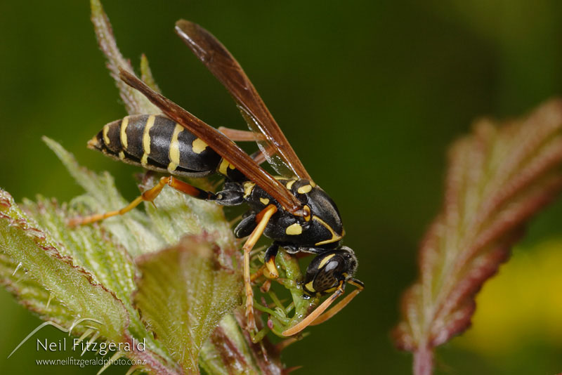 Chinese paper wasp | Neil Fitzgerald Photography