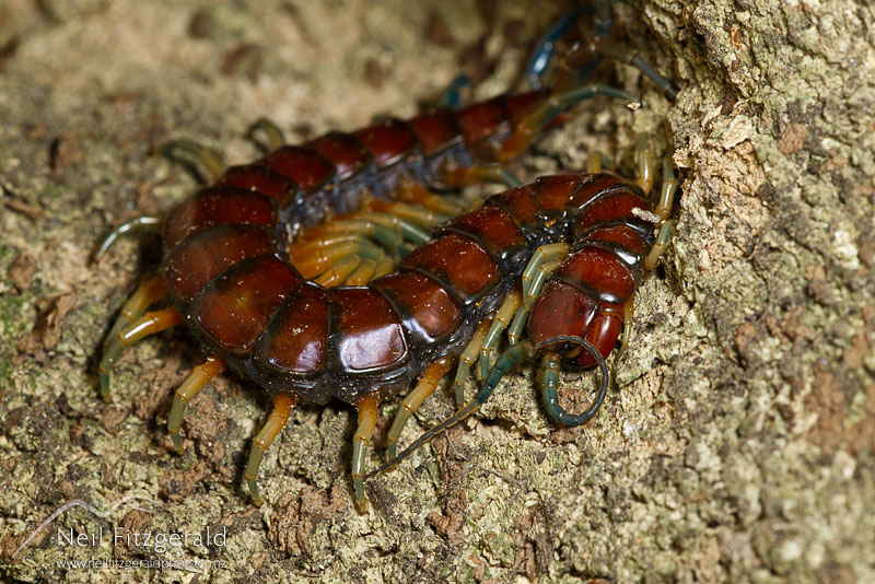 Giant centipede | Neil Fitzgerald Photography