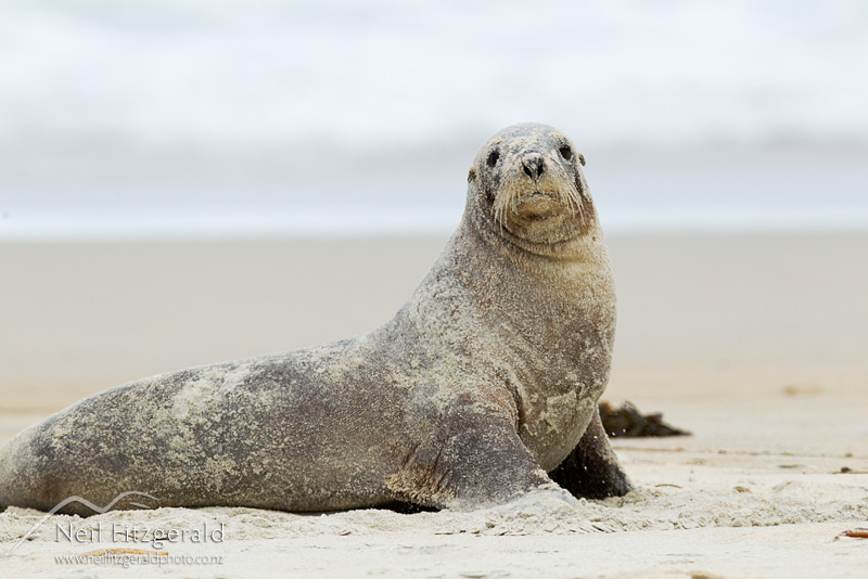 New Zealand sea lion | Neil Fitzgerald Photography
